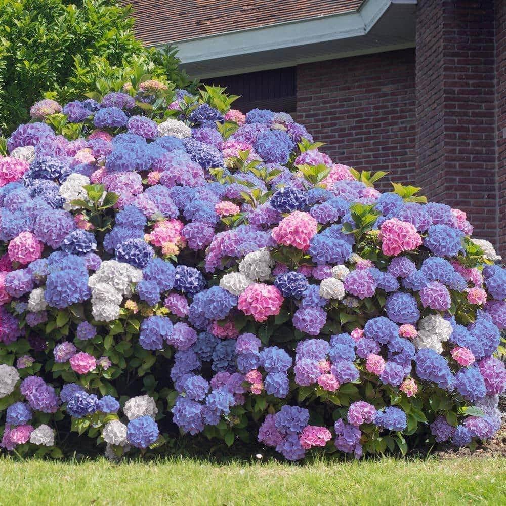 How To Grow Hydrangeas Tree And Make Them Bloom More – Make your best life